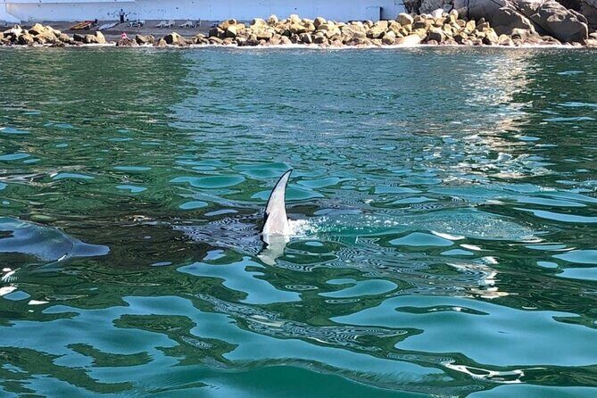 Shared Sailing Adventure Explore Puerto Vallarta by Sea - What You Can Expect on This Puerto Vallarta Sailing Tour