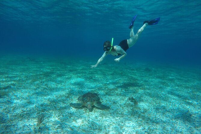 Shared Sky Snorkeling in Cozumel - Practical Tips for Your Snorkeling Adventure