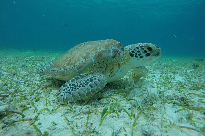 Shared Sky Snorkeling in Cozumel - FAQ