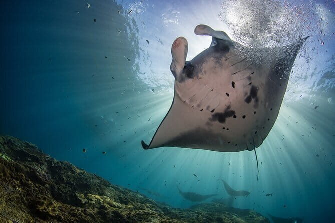 Shared Snorkeling 3-4 spot manta bay in Nusa Penida - The Sum Up