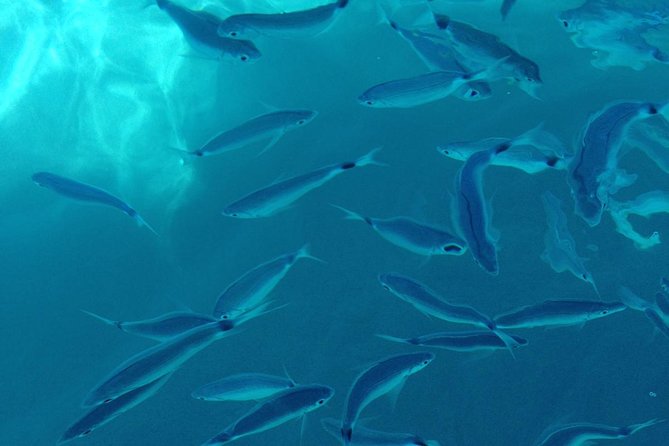 Shared Snorkeling Tour From Tropea to Capo Vaticano - Key Points