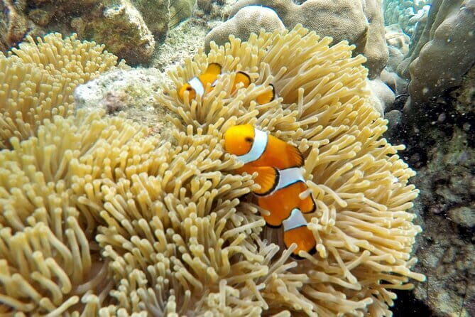 Shared Speedboat Racha and Coral Island Tour - Practical Details: Transportation, Duration, and Cost