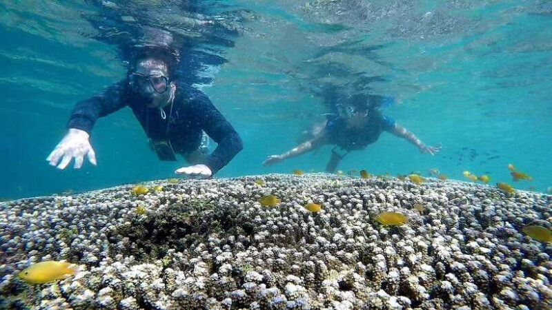 Shared Tour: Moalboal Snorkeling Adventure & Canyoneering - Final Thoughts