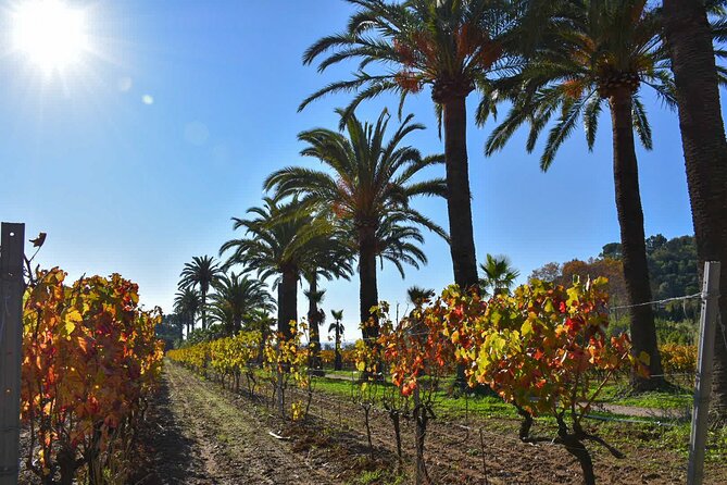 Shared Tour - Wine Tour From Saint Tropez - Inclusions