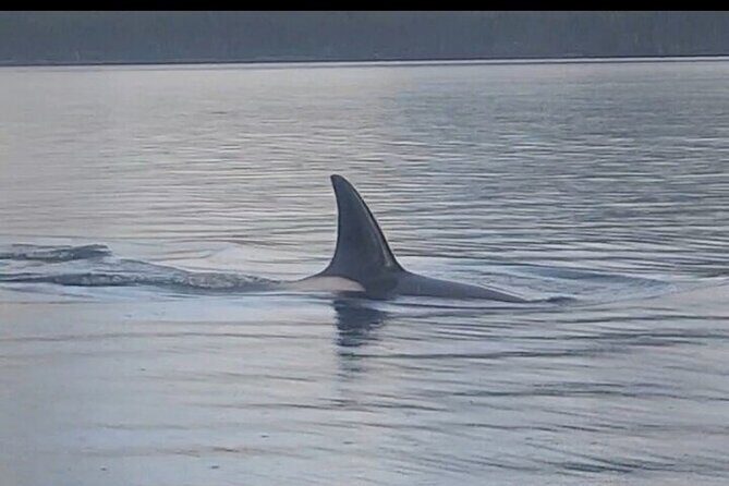 Shared Whale and Wildlife Viewing - An In-Depth Look at the Shared Whale and Wildlife Tour