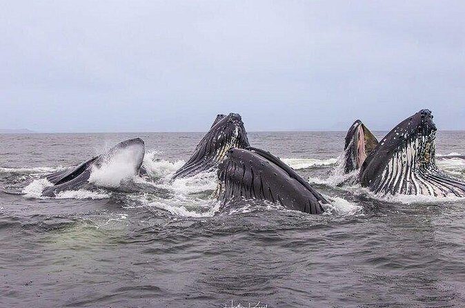 Shared Whale and Wildlife Viewing - Final Thoughts