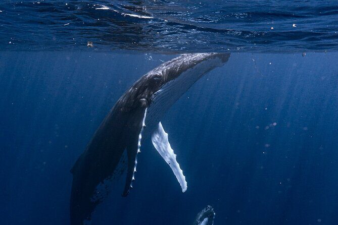 Shared Whale Expedition - What to Expect on Your Moorea Whale Tour