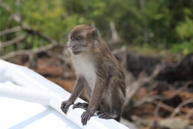 Sharing Half Day Mangrove Boat Tour With Lunch in Langkawi - Who Should Consider This Tour?