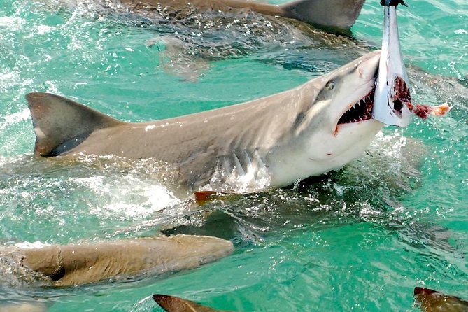 Shark and Wildlife Viewing Adventure in Key West - What to Expect During the Tour