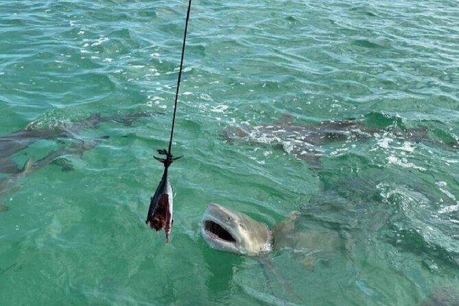 Shark and Wildlife Viewing Adventure in Key West - Authentic Feedback from Real Travelers