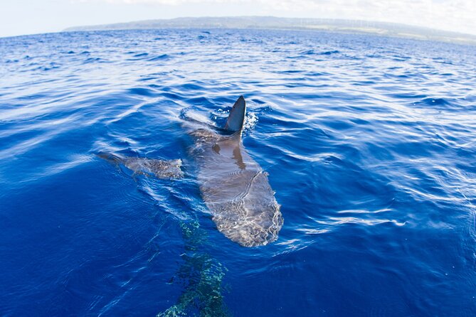 Shark Cage Diving In Oahu - The Value of this Tour