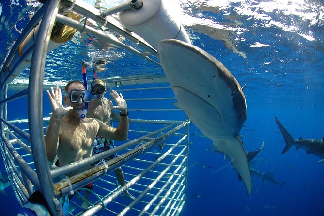 Shark Cage Diving In Oahu - Authentic Experiences and Honest Feedback
