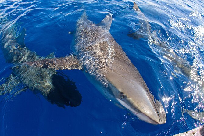 Shark Cage Diving In Oahu - Practical Tips for Future Visitors