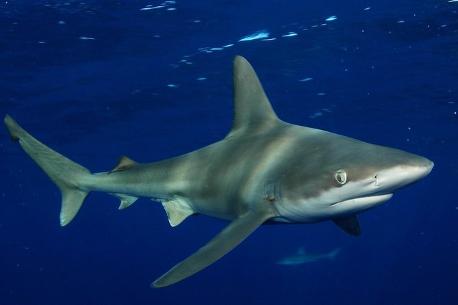 Shark Cage Diving In Oahu - Who Should Consider This Tour?