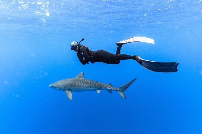 Shark Dive Private Charter No Cage - Who Will Love This Tour?