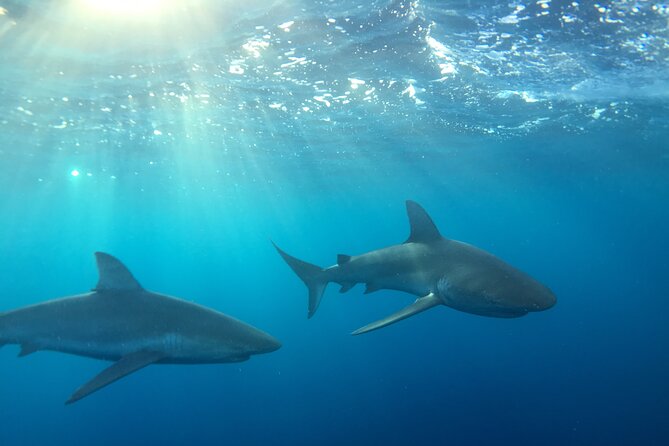 Shark-Dive Tour on Oahu's North Shore - Key Points