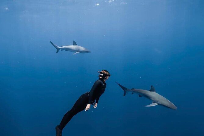 Shark Diving and Snorkeling in Oahu Hawaii - Introduction: What to Expect from the Shark Snorkeling Adventure in Oahu