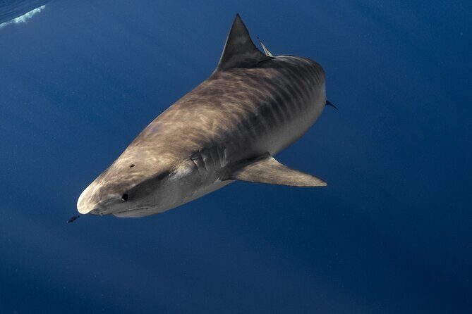 Shark Diving and Snorkeling in Oahu Hawaii - Key Points