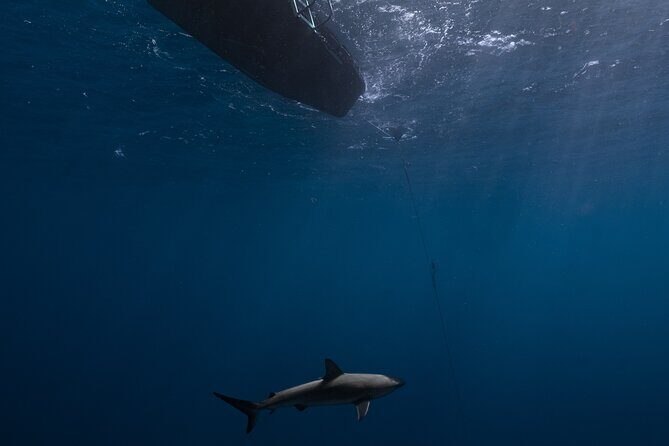 Shark Diving and Snorkeling in Oahu Hawaii - How the Tour Fits Into Your Hawaii Vacation