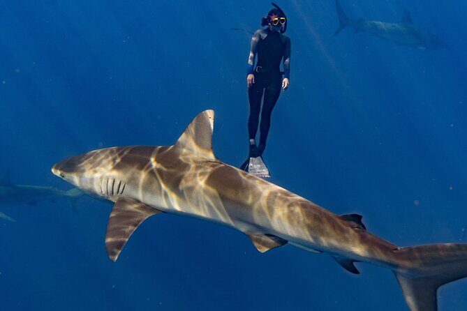 Shark Diving and Snorkeling in Oahu Hawaii - Authentic Reviews: What Past Participants Say