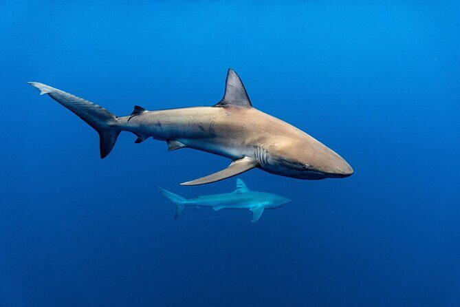 Shark Diving and Snorkeling in Oahu Hawaii - FAQs
