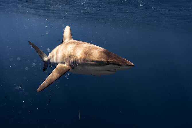 Shark Diving and Snorkeling in Oahu Hawaii - Final Thoughts: Is This Tour Worth It?
