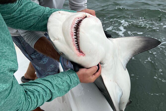 Shark Fishing Tampa Bay - What’s Included and What’s Not
