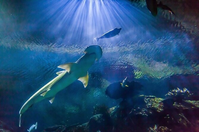 Shark Reef at Mandalay Bay Hotel and Casino - Exploring Shark Reef at Mandalay Bay Hotel and Casino: An In-Depth Review