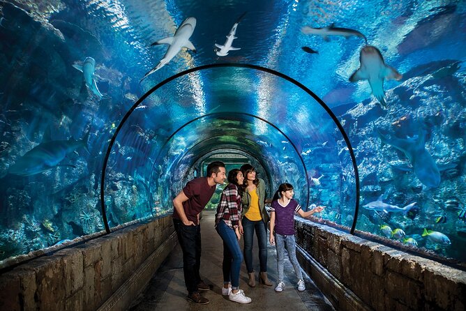 Shark Reef at Mandalay Bay Hotel and Casino - Accessibility and Practicalities