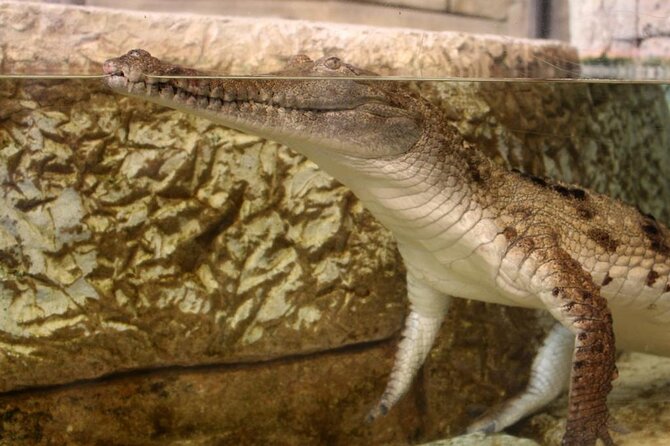 Shark Reef at Mandalay Bay Hotel and Casino - Who Should Visit?