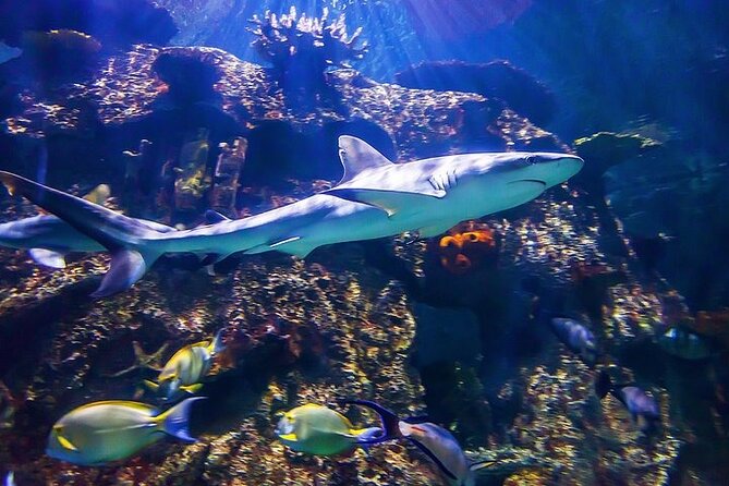 Shark Reef at Mandalay Bay Hotel and Casino - Final Thoughts