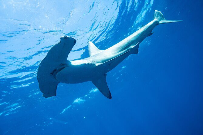 Shark Safari & Snorkel Adventure in Cabo San Lucas - An In-Depth Look at the Shark Safari & Snorkel Adventure