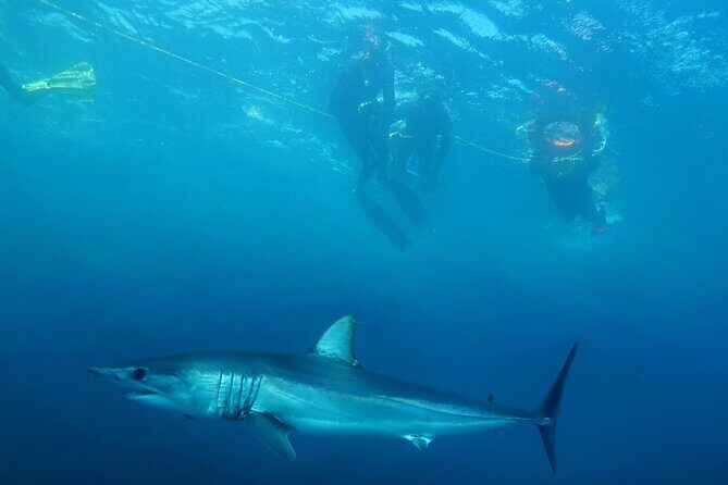 Shark Safari & Snorkel Adventure in Cabo San Lucas - FAQ