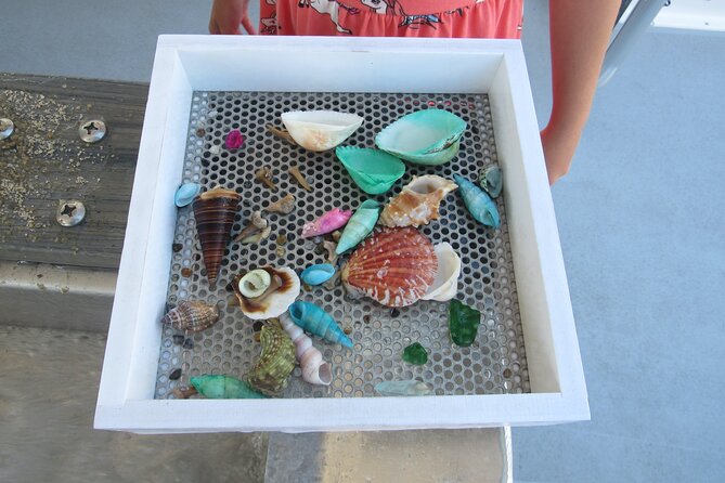 Shark Teeth and Shells, Dolphin and Shelling Tour Boat Clearwater Beach - The Sum Up