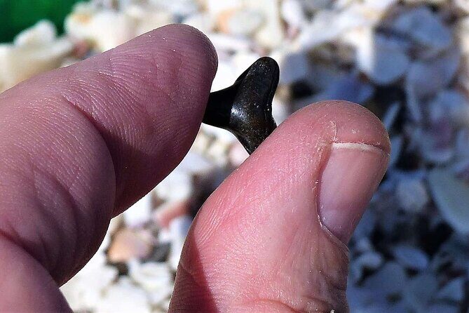 Shark Tooth and Shell Hunting Tour in Charleston, SC - The Treasure Hunt: Shells and Shark Teeth