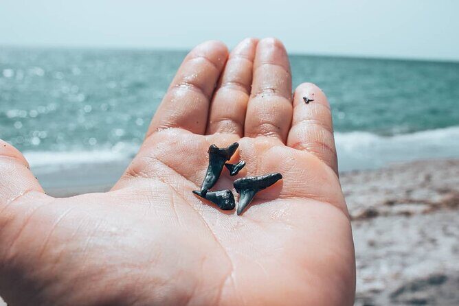 Shark Tooth and Shell Hunting Tour in Charleston, SC - Practical Details & Tips
