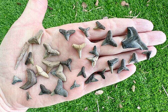 Shark Tooth and Shell Hunting Tour in Charleston, SC - What Reviews Say About This Tour