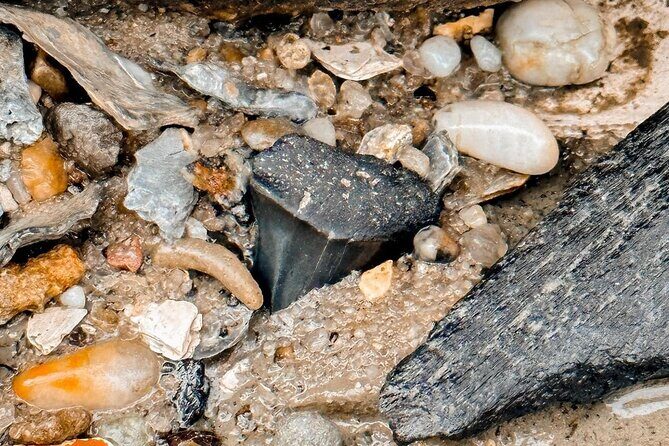 Shark Tooth and Shell Hunting Tour in Charleston, SC - Who Should Consider This Tour?