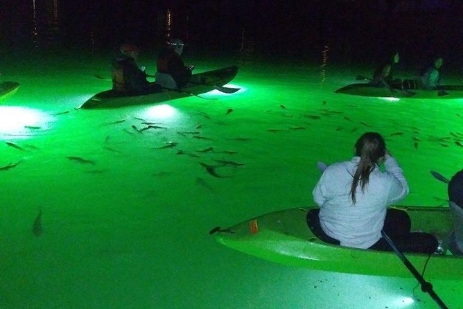 Sharkeys Glass Bottom Fish Feeding LED Night Tour St. Pete Beach - Guest Reviews and Feedback