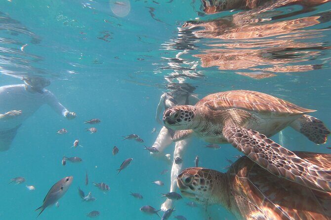 Shasa Catamaran Cruises Limited Numbers 3 Hour Sail and Snorkel - Key Points