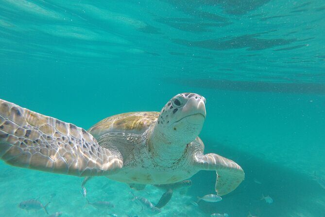 Shasa Catamaran Cruises Limited Numbers 3 Hour Sail and Snorkel - A Closer Look at the Experience