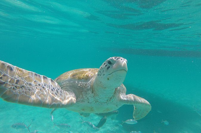 Shasa Catamaran Cruises Limited Numbers 3 Hour Sail and Snorkel - Frequently Asked Questions