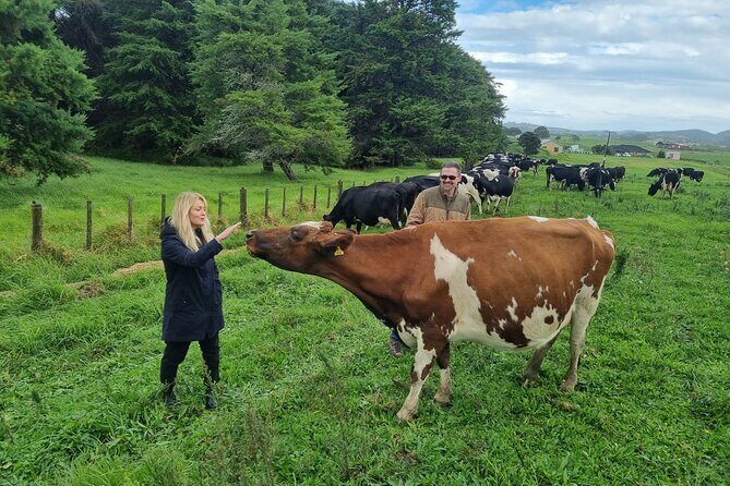 Sheep & Beef Working Farm Private Tour - Introduction: A Genuine Taste of New Zealand Farming