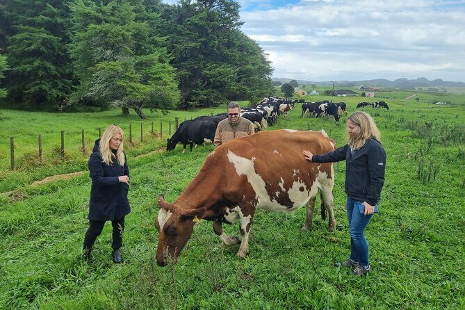 Sheep & Beef Working Farm Private Tour - Key Points