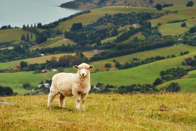 Sheep Shearing and Auckland City Highlights Tour with Lunch - Final Thoughts