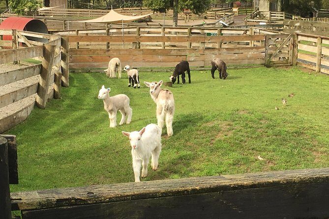 Sheep World Country Tour from Auckland - Sheep World Country Tour from Auckland: An Authentic Kiwi Farm Experience