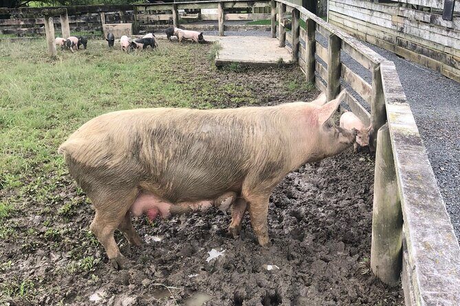 Sheep World Country Tour from Auckland - Key Points