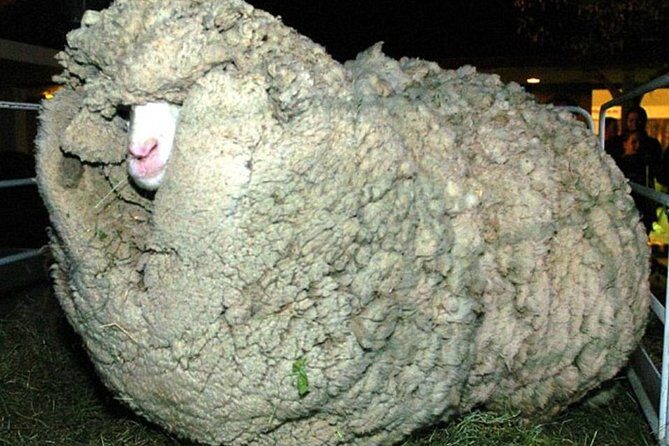 Sheep World Country Tour from Auckland - Who Is This Tour Best For?