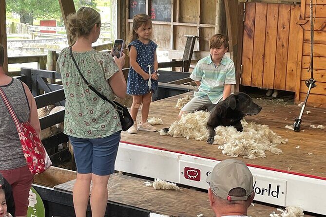 Sheep World Country Tour from Auckland - Wrapping Up