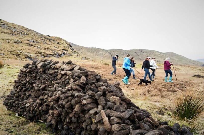 Sheepdog herding demo on working sheep farm. Galway. Guided. - A Closer Look at What You’ll Experience